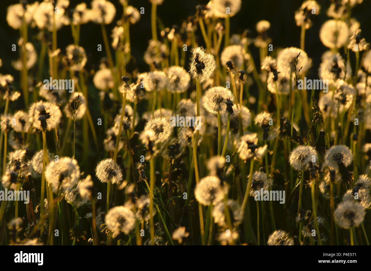 Fluffy golden dandelions in the evening light in the countryside Stock ...