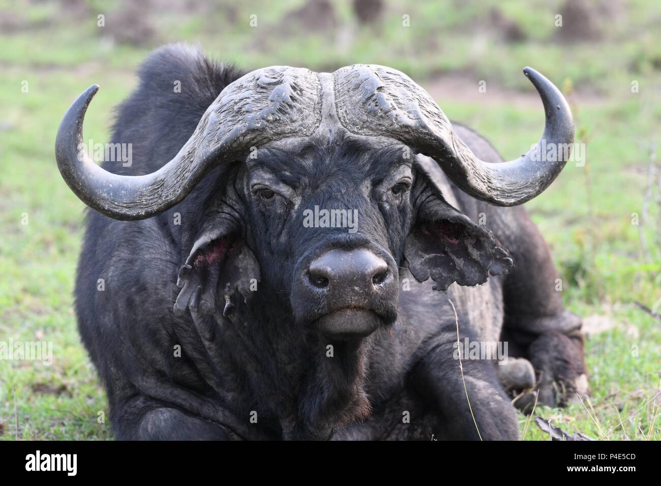 African Cape Savannah Buffalo at Mahali Mzuri in the Olare Motorogi ...