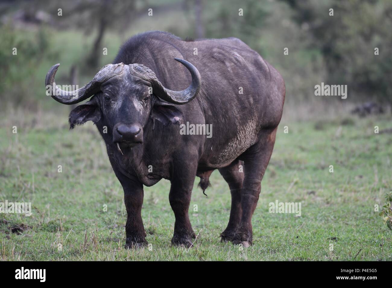 Souther savannah buffalo hi-res stock photography and images - Alamy