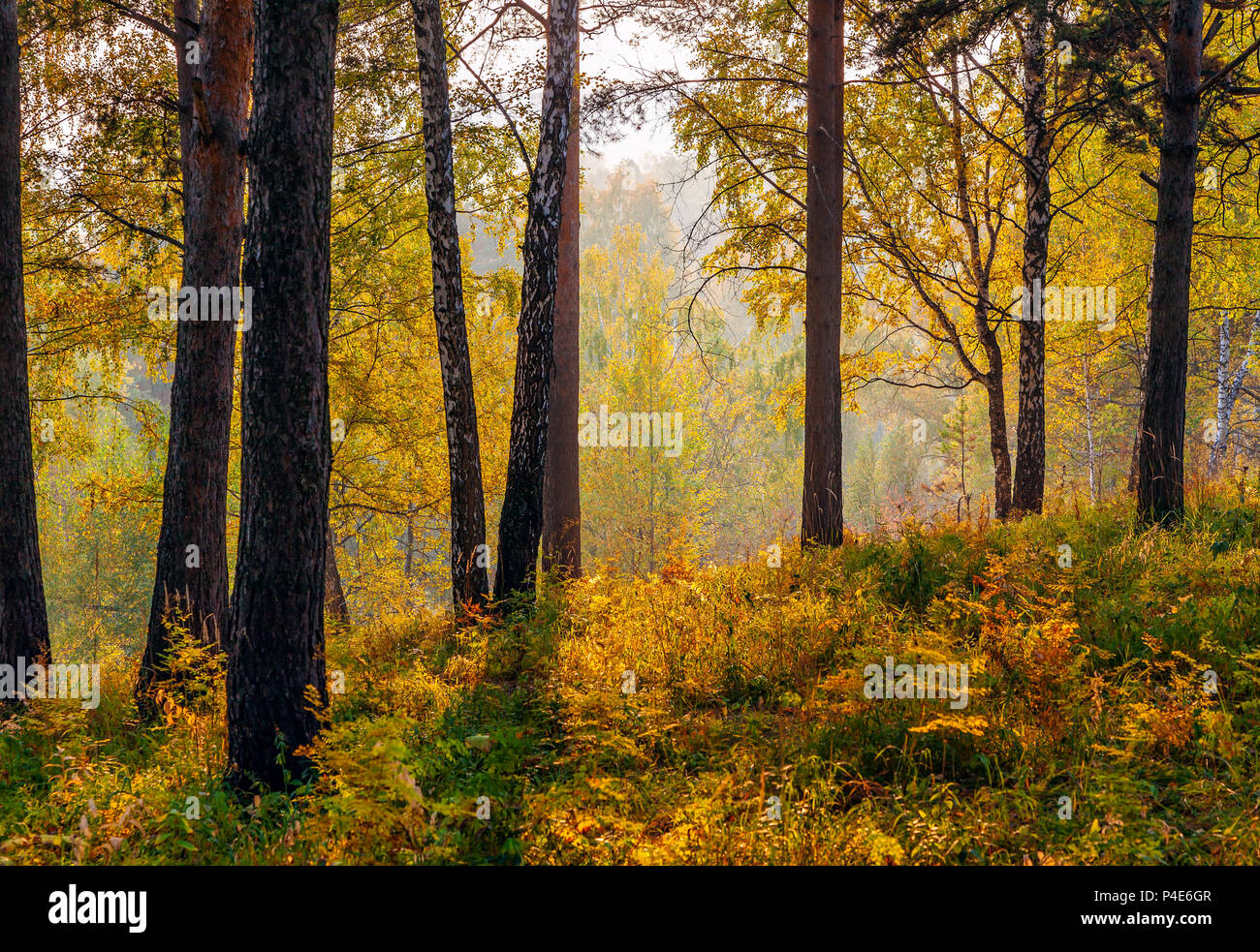 Siberian taiga hi-res stock photography and images - Alamy