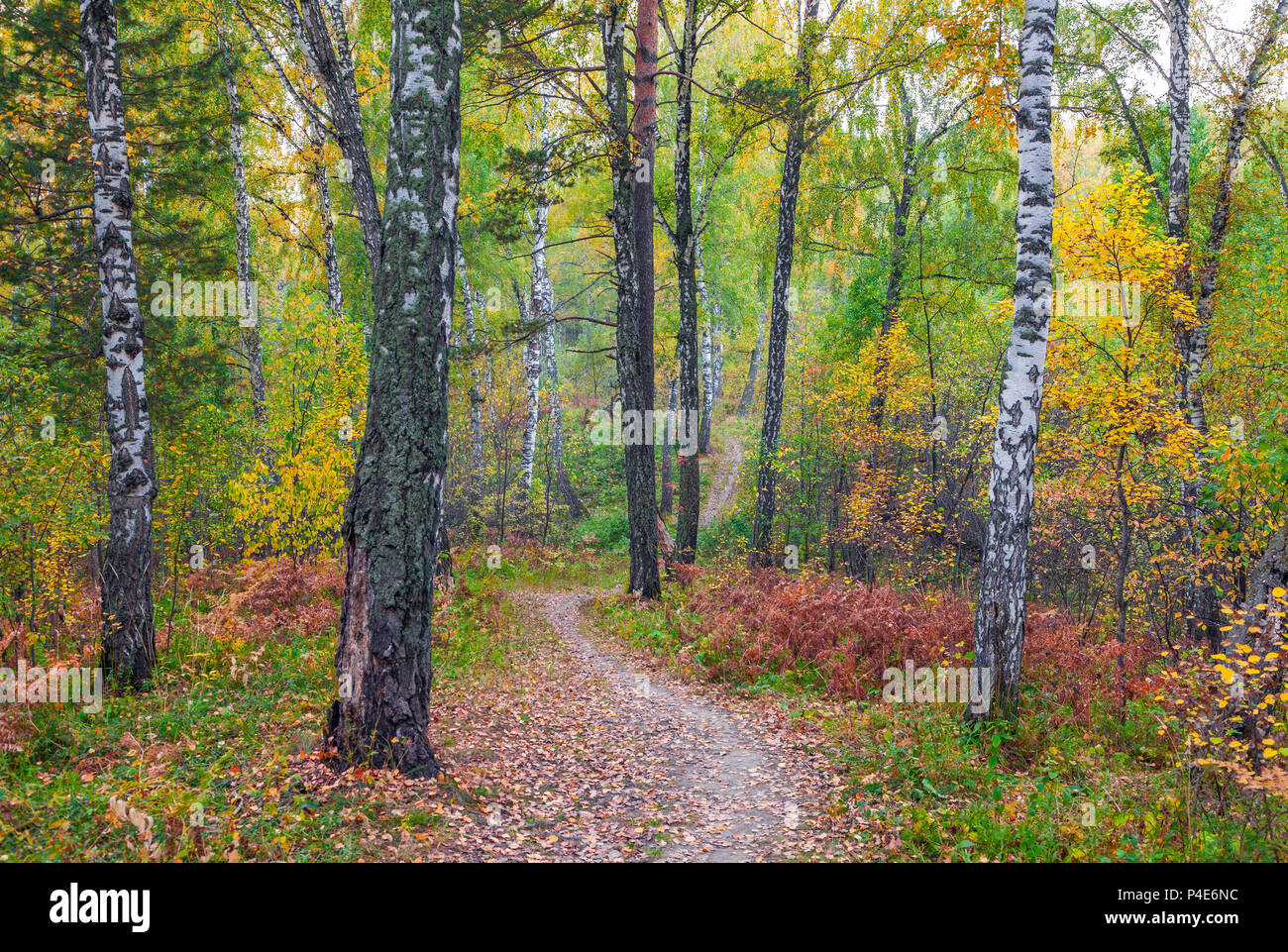 Birch pine forest hi-res stock photography and images - Alamy
