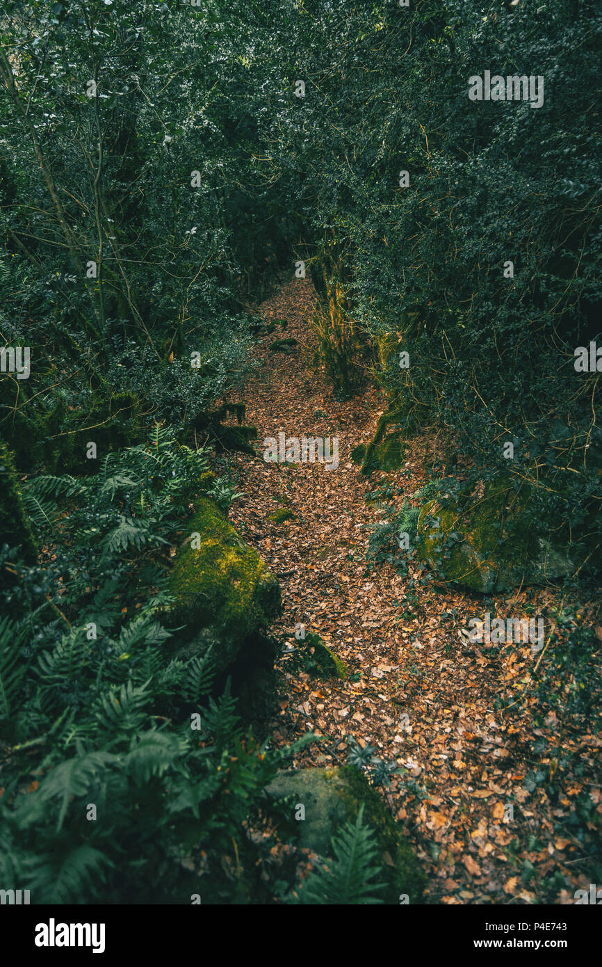 Very narrow path in the middle of the mountain of dirt and leaves Stock ...
