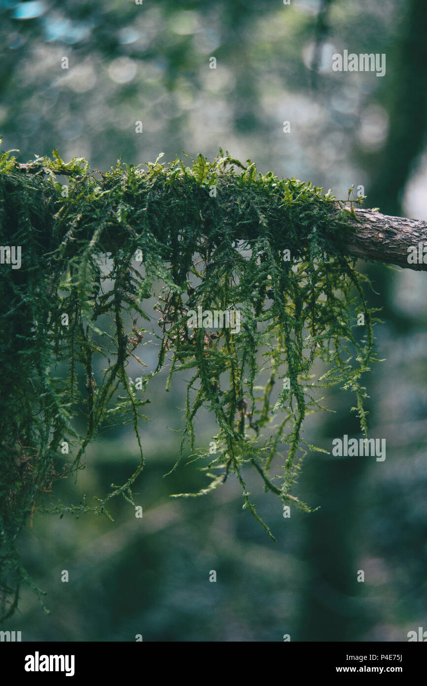 Ancient tree covered in hanging hi-res stock photography and images - Alamy