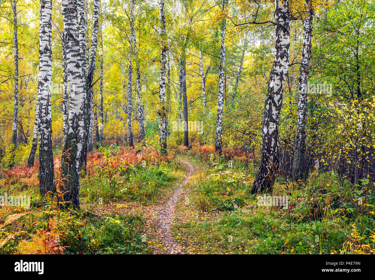 Russia asia siberia birch forest hi-res stock photography and images ...