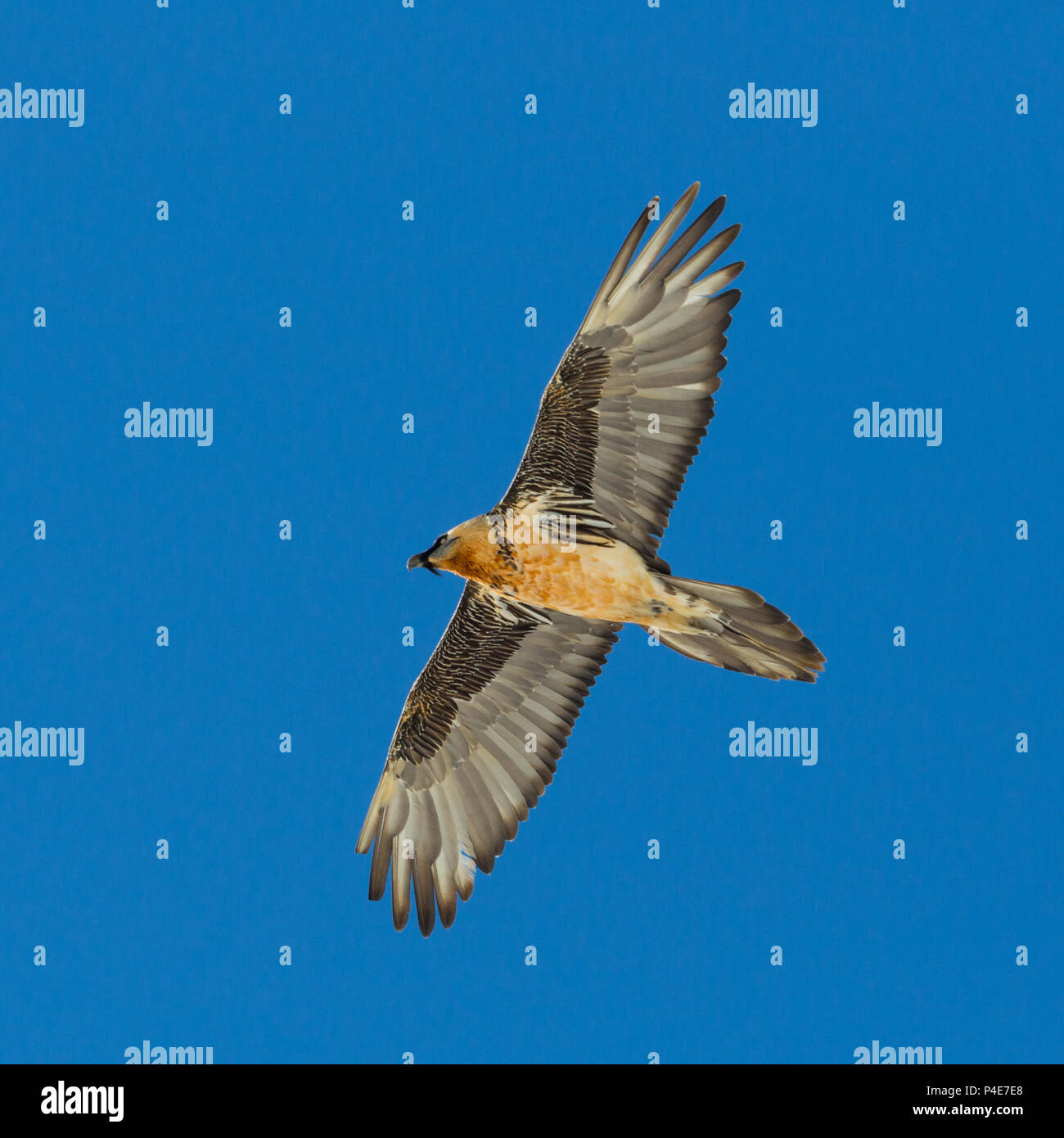 Wings in the sky hi-res stock photography and images - Alamy