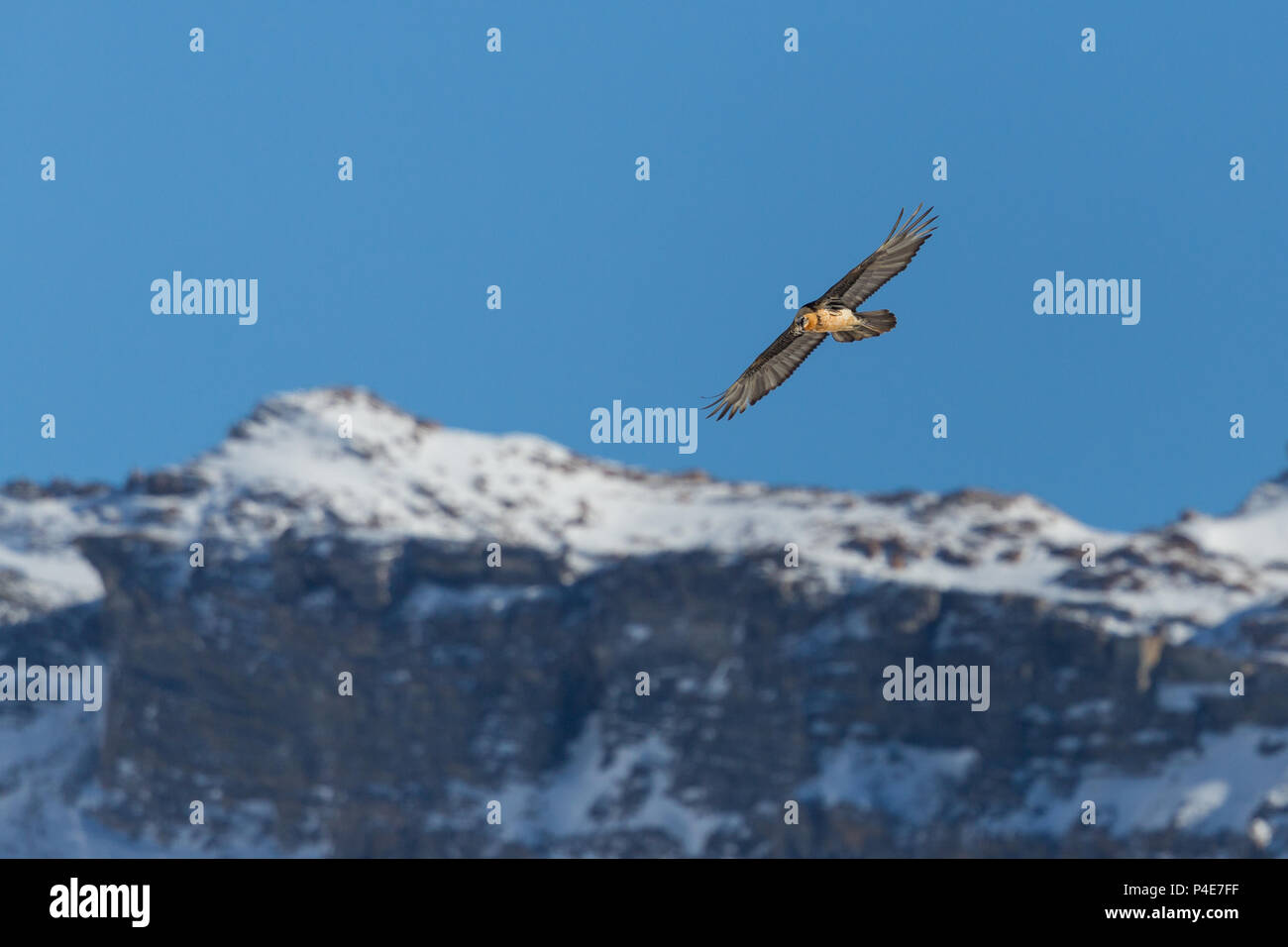 natural adult bearded vulture (gypaetus barbatus) in flight, mountains ...
