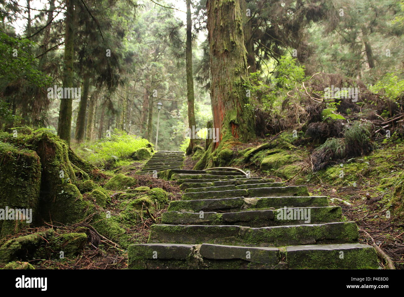 Yew tree grove hi-res stock photography and images - Alamy