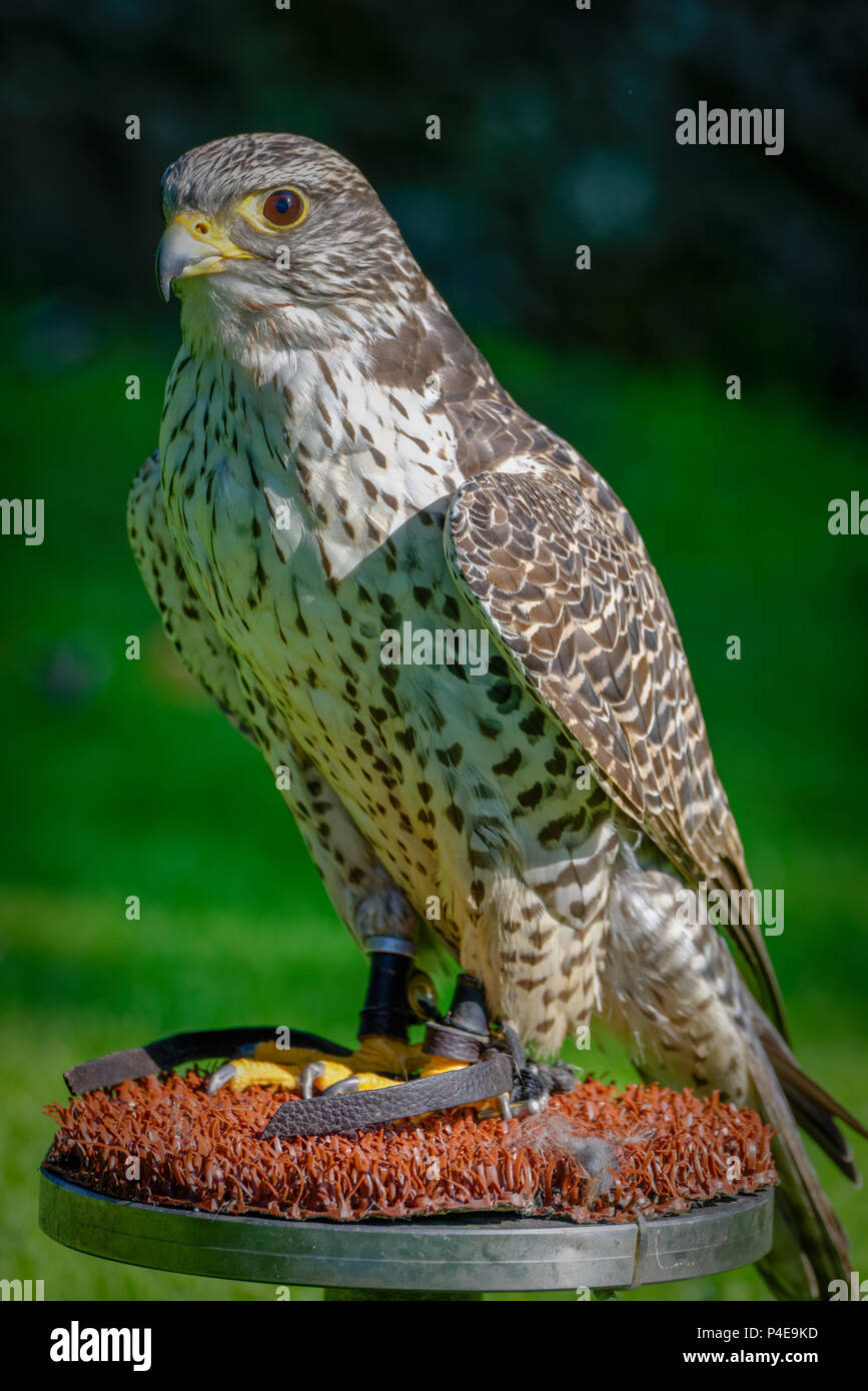 A Gyrfalcon (Falco rusticolus) in a falconry. It’s the largest falcon ...
