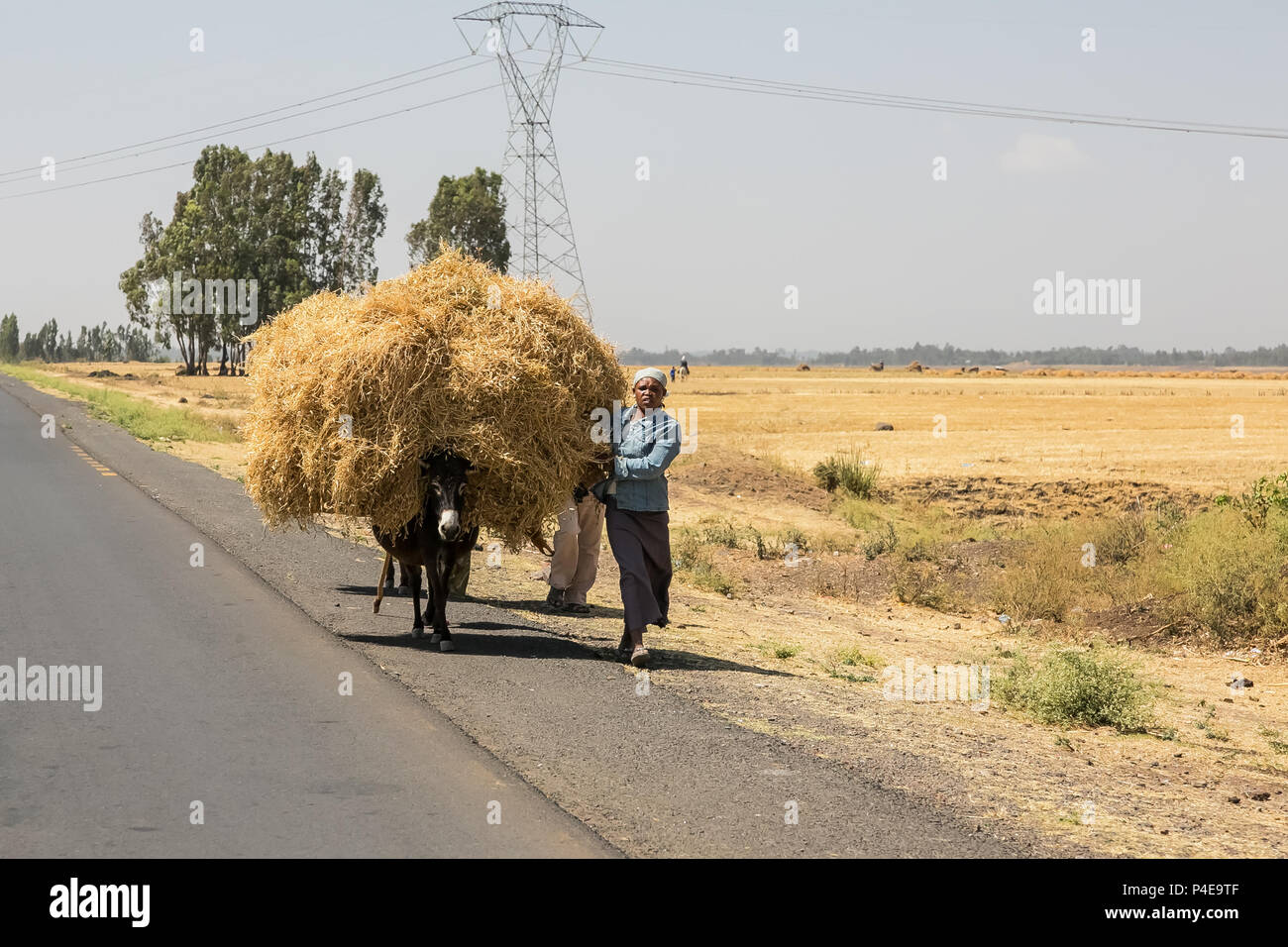 Addis Ababa, Ethiopia, January 30, 2014, Chickpea farmer transporting ...