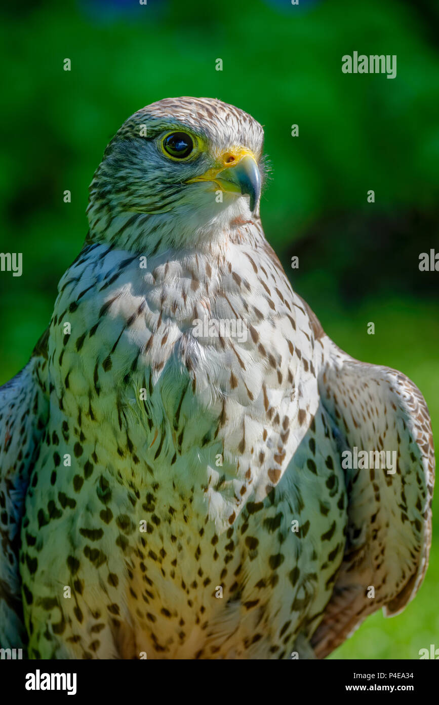 A Gyrfalcon (Falco rusticolus) in a falconry. It’s the largest falcon ...