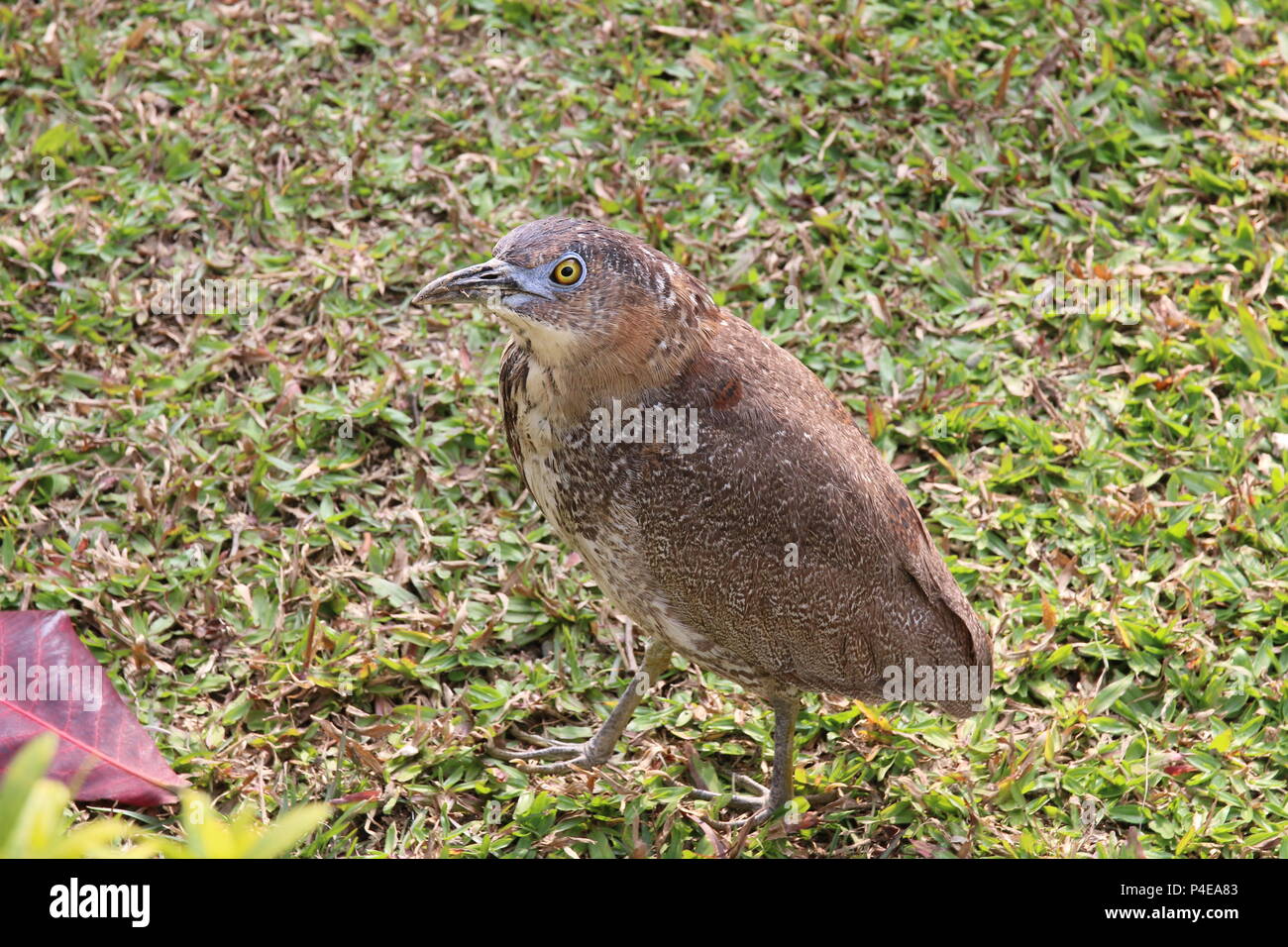 Blackbird on soil hi-res stock photography and images - Alamy