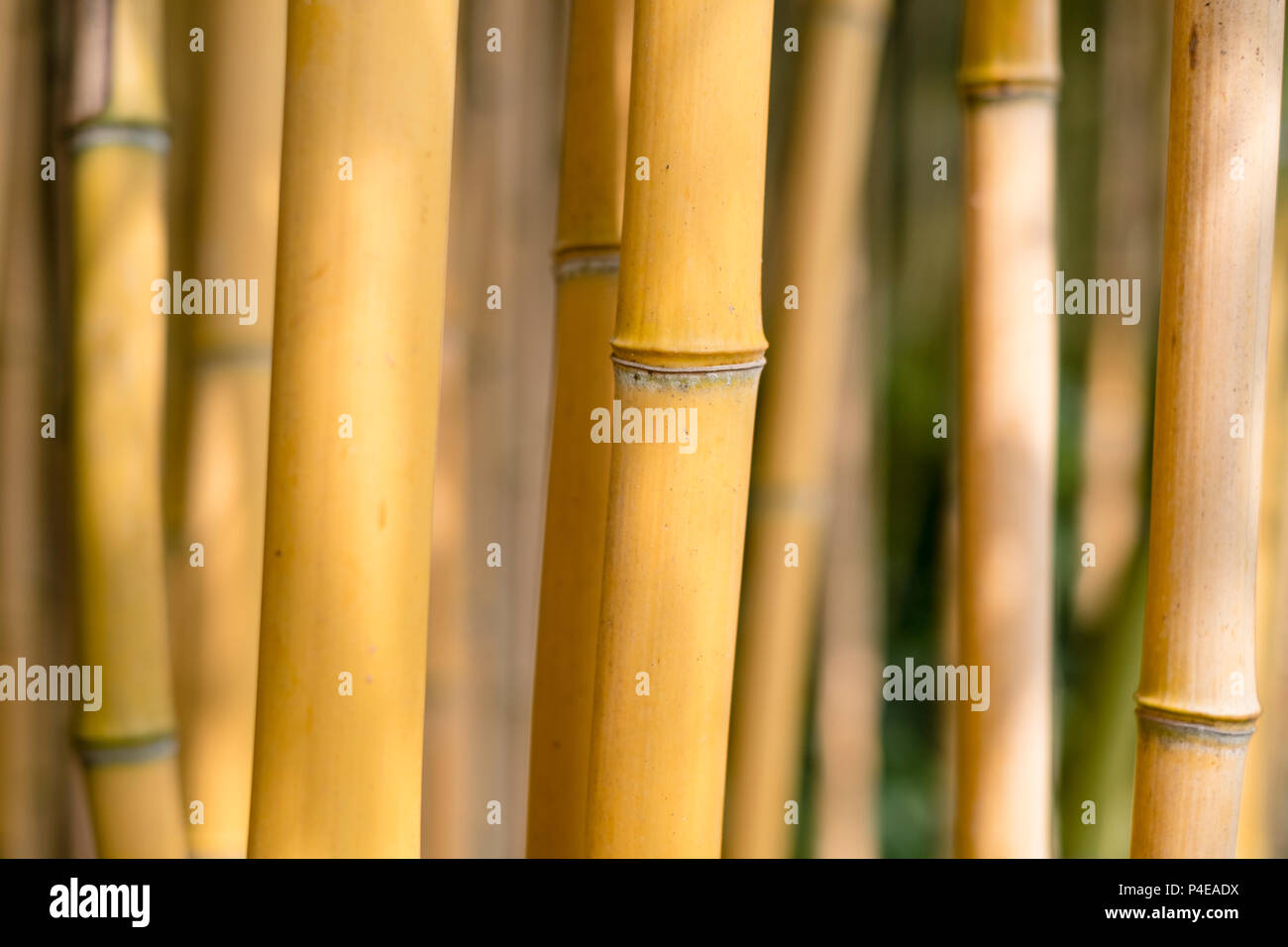 branches of brown bamboo forest on a bright day background Stock Photo ...