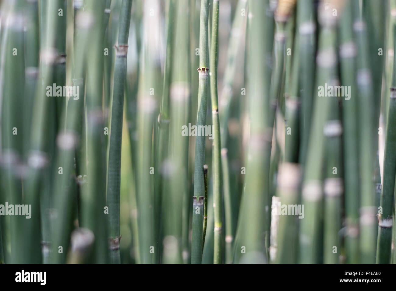 Reed vegetation hi-res stock photography and images - Alamy