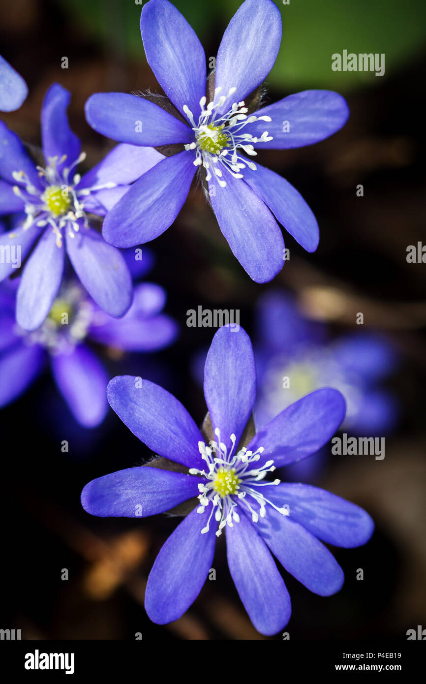 First fresh blue violets in the forest. Blue spring wildflowers ...