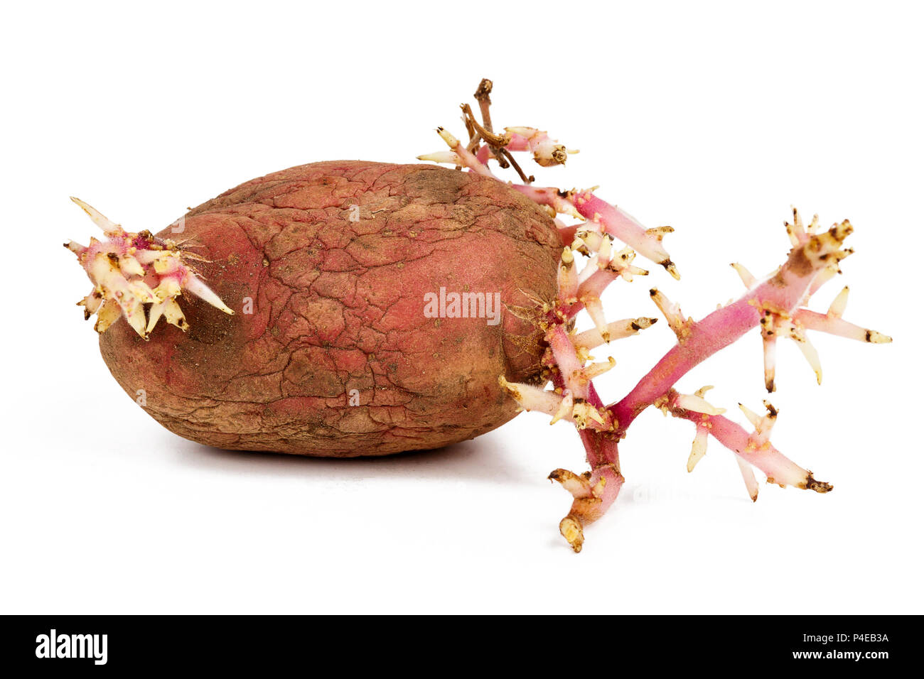 Old germinated pink potato isolated on white background. Big sprouts ...