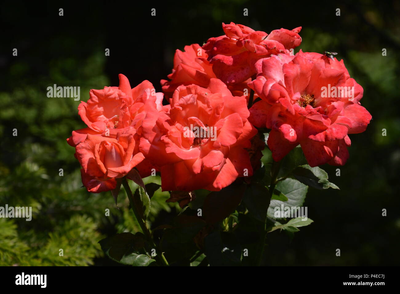 This is macro roses on garden Stock Photo - Alamy