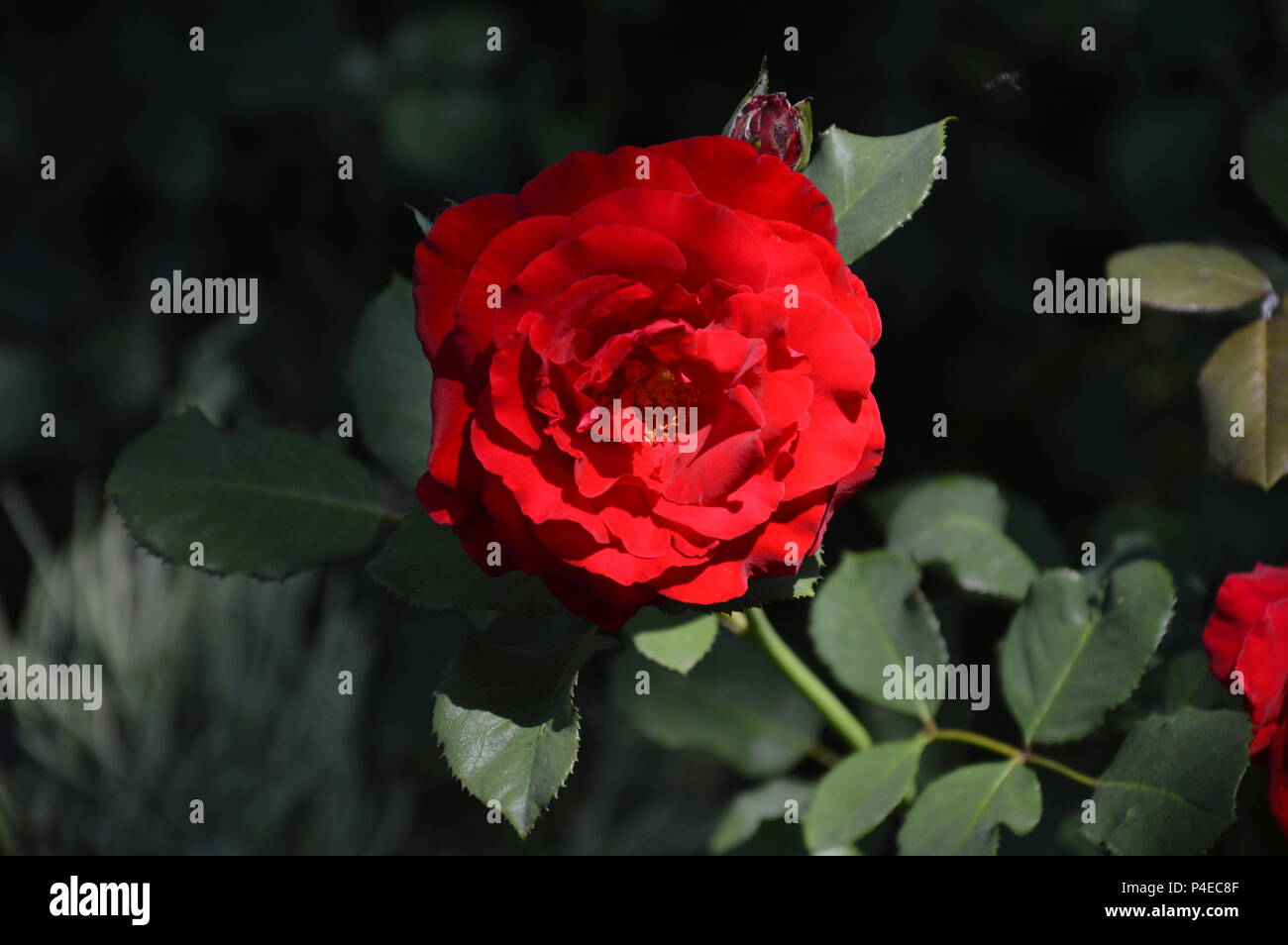 This is macro roses on garden Stock Photo - Alamy