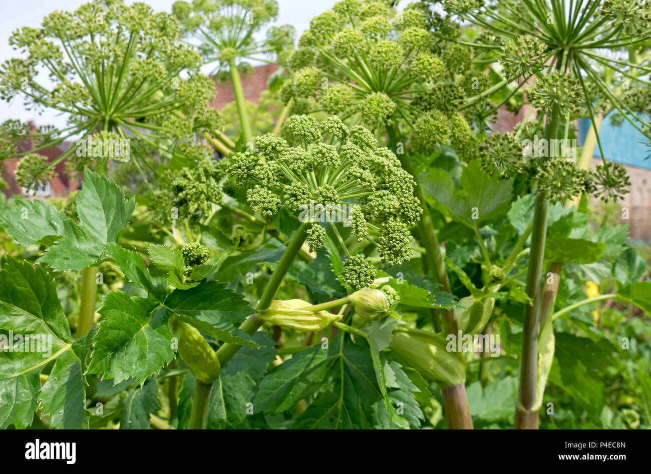 Close up of Garden Angelica flower head flowerhead (Angelica ...