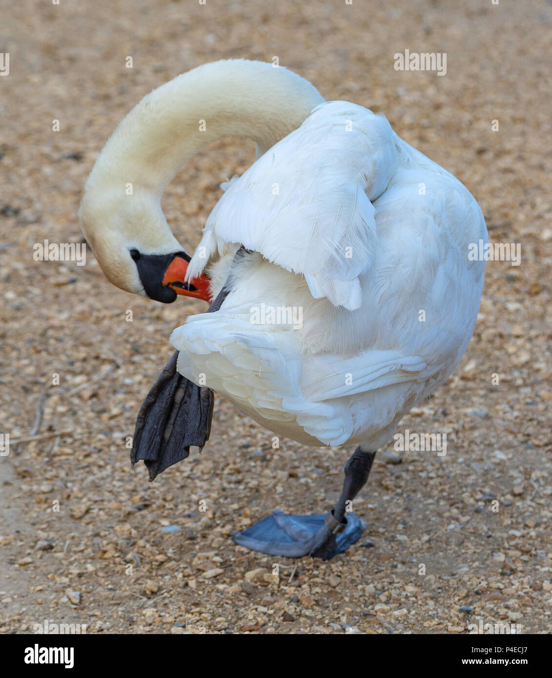Rush hour in poole park hi-res stock photography and images - Alamy