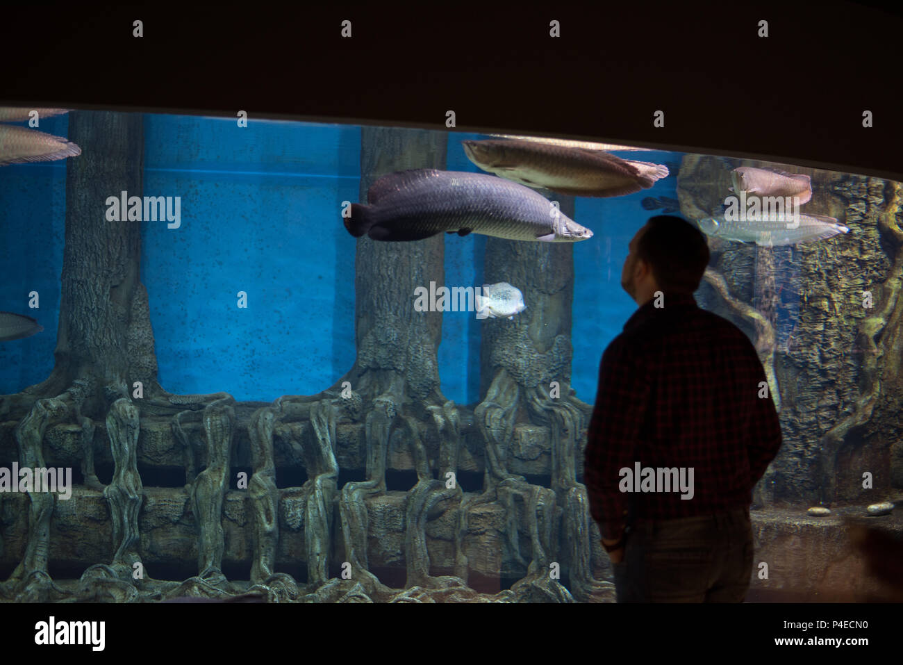 Back view of man watching the fishes in aquarium center. Horizontal ...