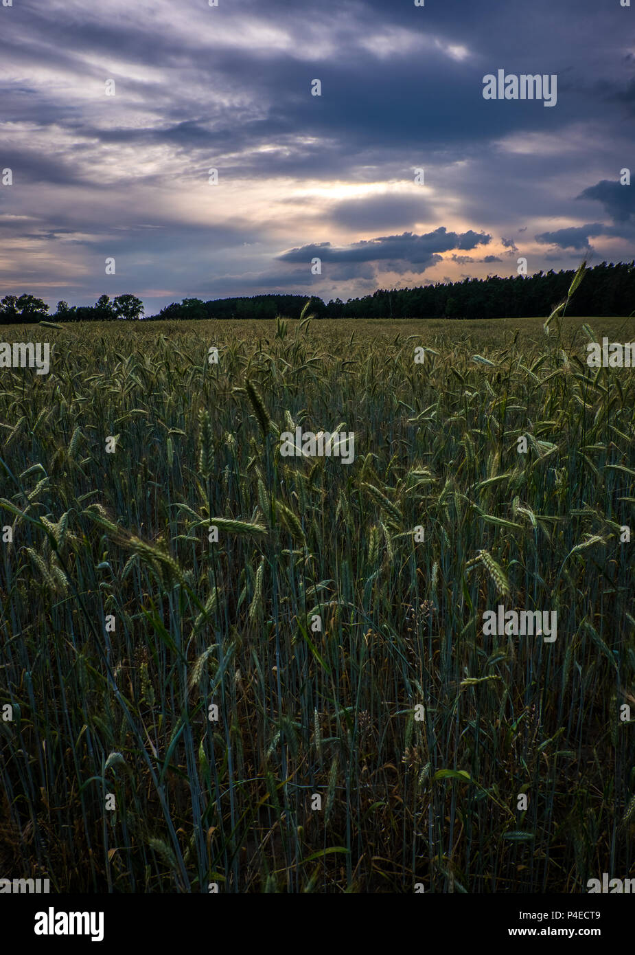 Grainfield under the cloudy sky Stock Photo - Alamy