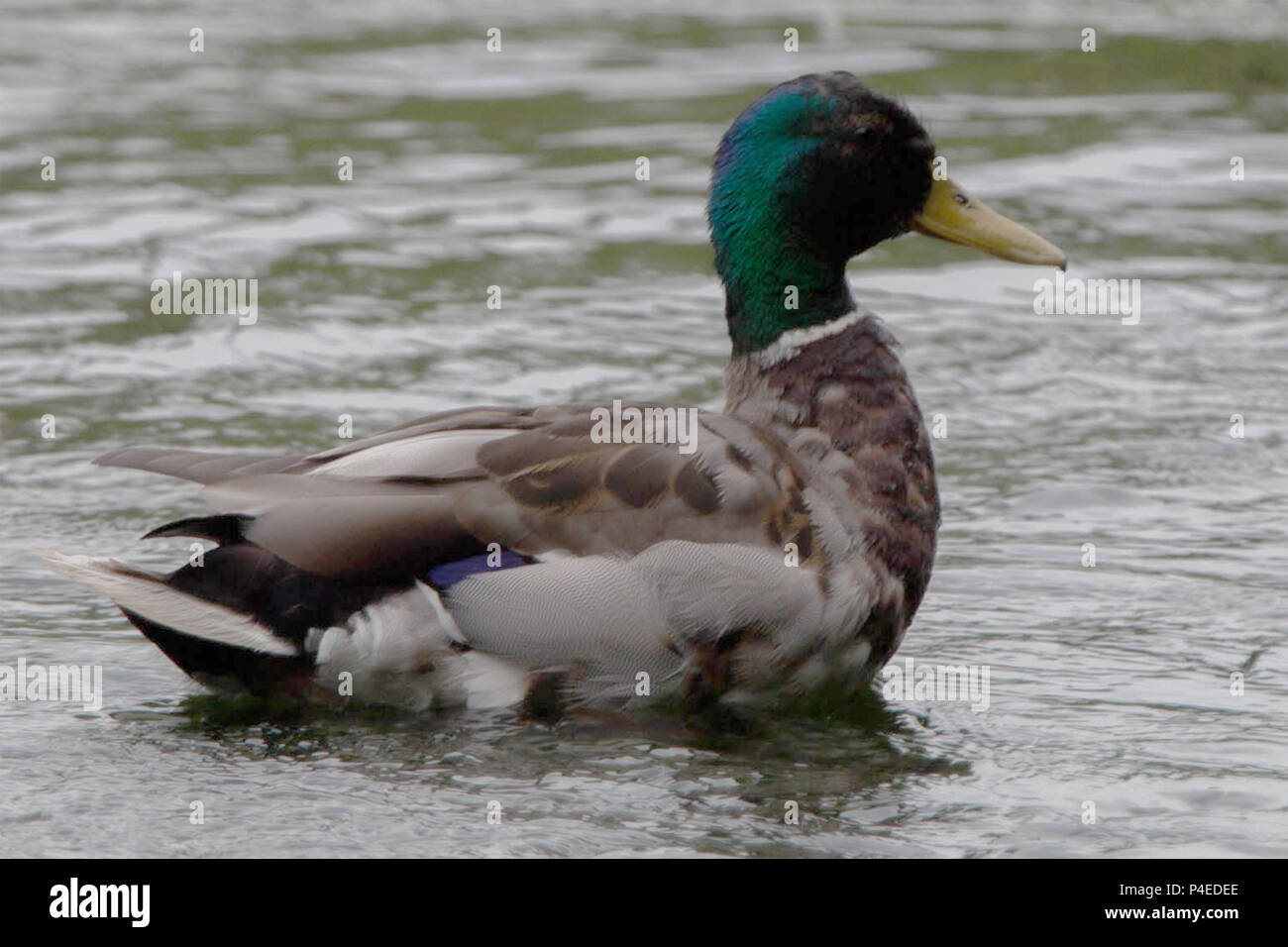 Mallard duck scotland hi-res stock photography and images - Alamy