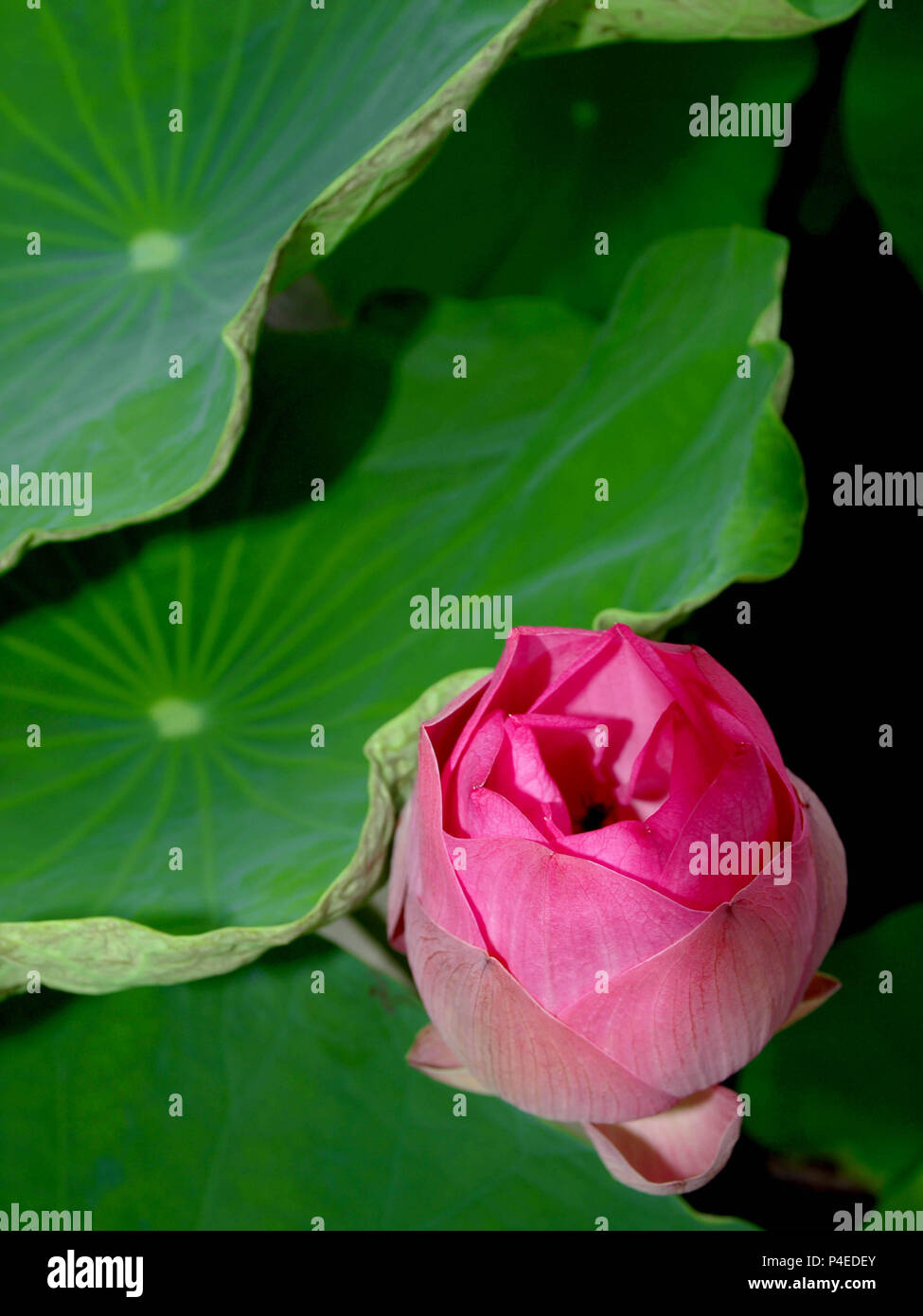 Pink lotus flower blooming has large lotus leaves with green background ...