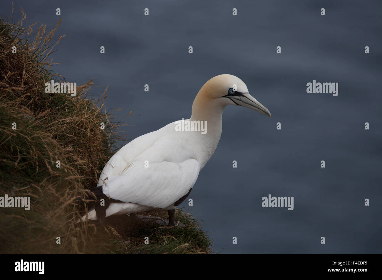 Cliff nesting birds hi-res stock photography and images - Alamy