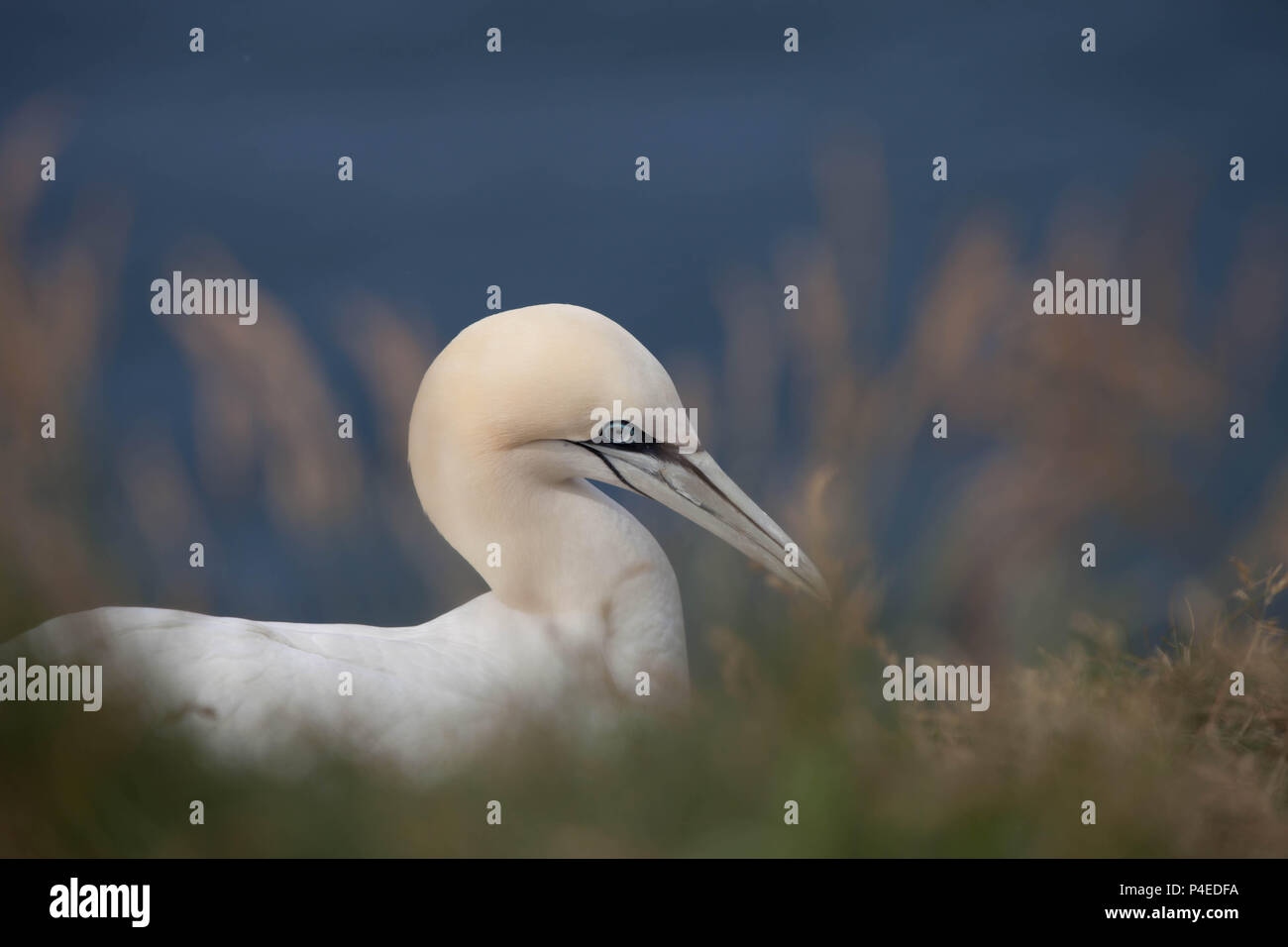 Cliff nesting birds hi-res stock photography and images - Alamy