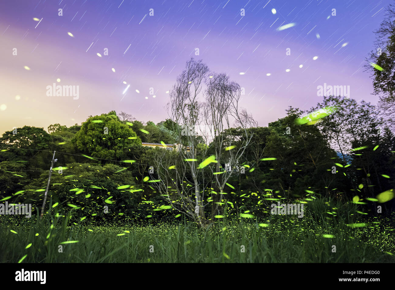 firefly dancing in the night Stock Photo - Alamy