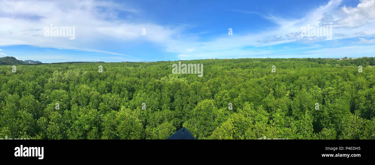 Top view amazing mangrove hi-res stock photography and images - Alamy