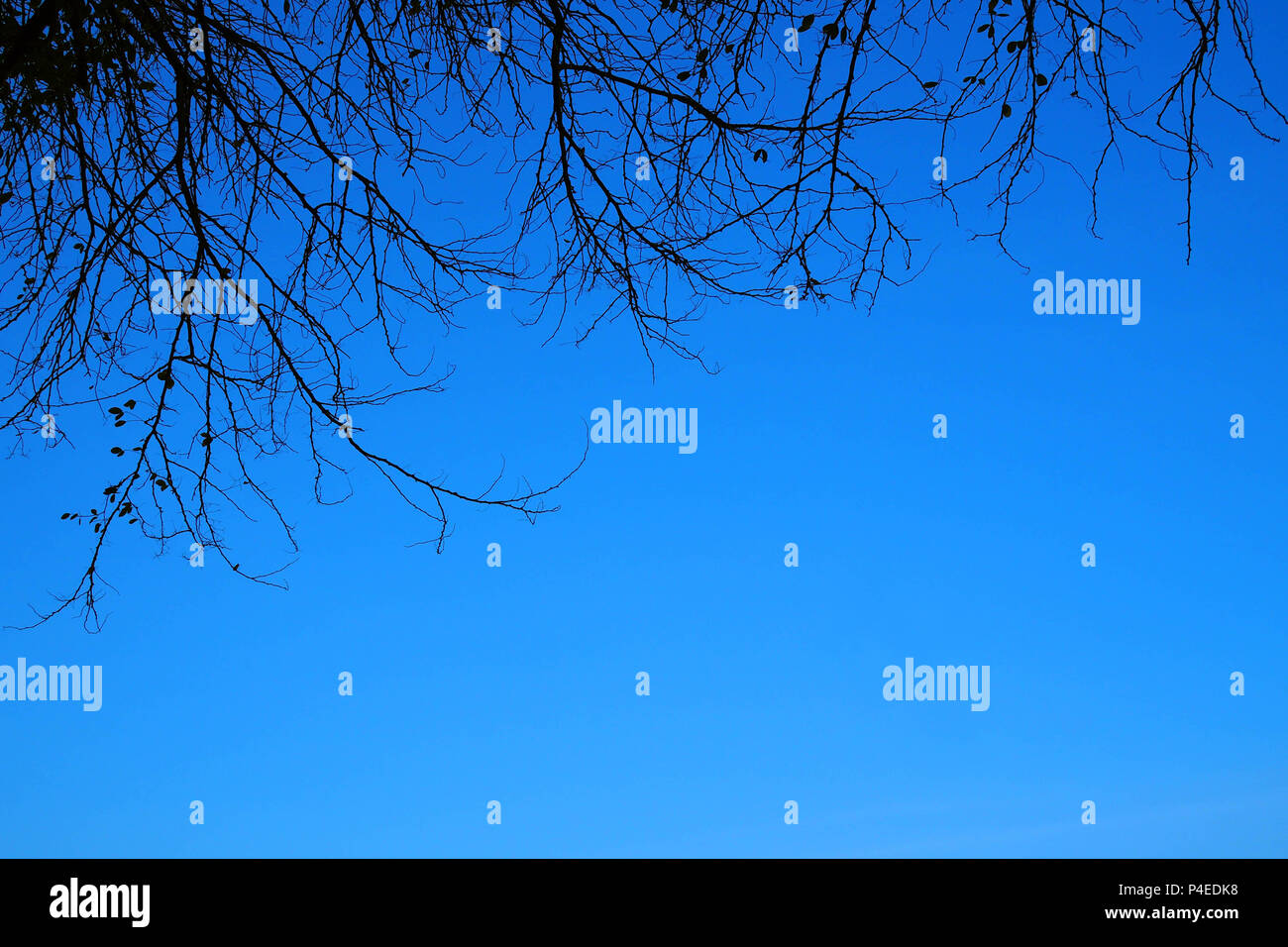 A view from the ground up looking in the blue sky with tree and ...