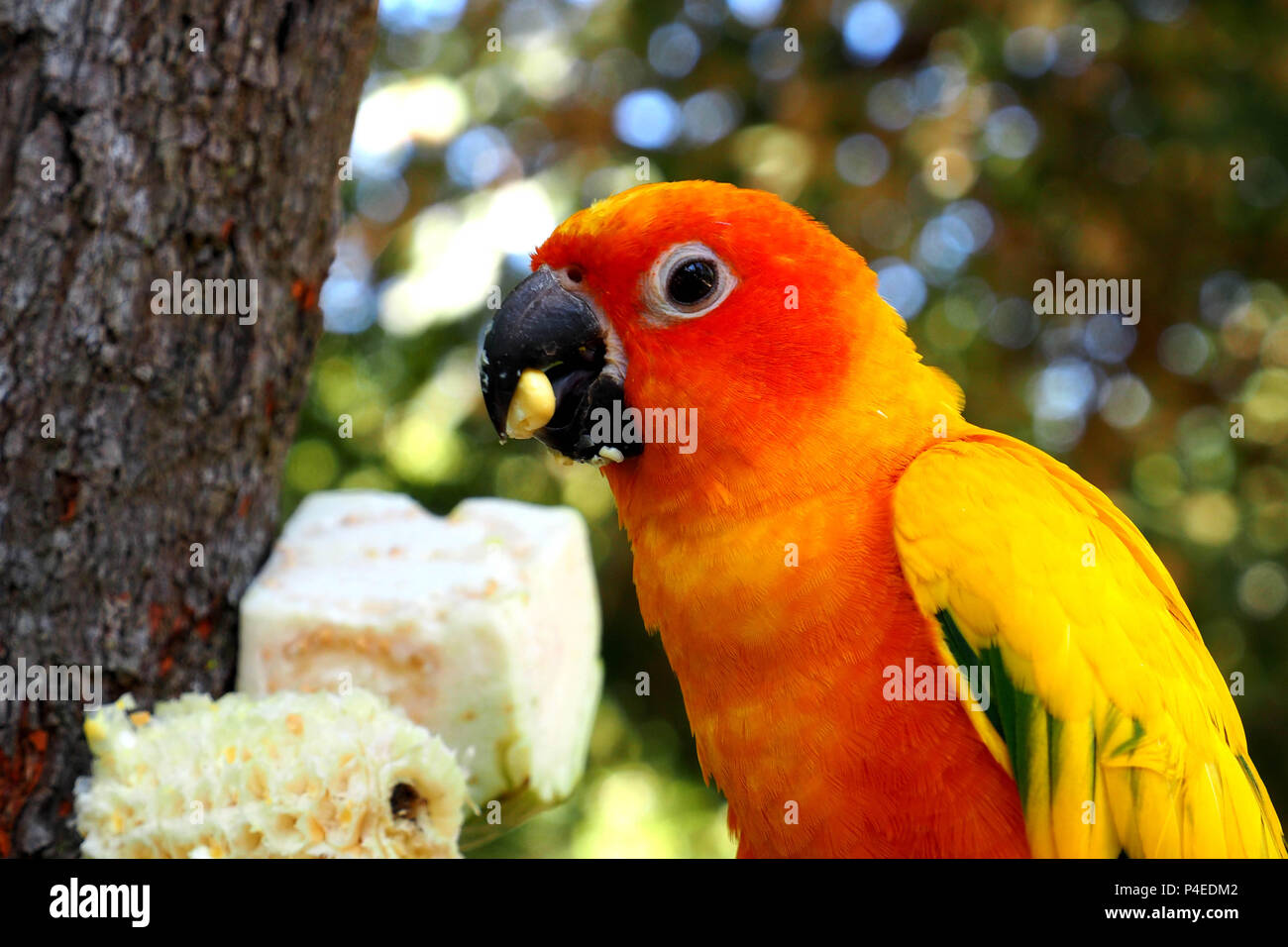 The most beautiful Macore parrot bird eating corn on the branch. The ...