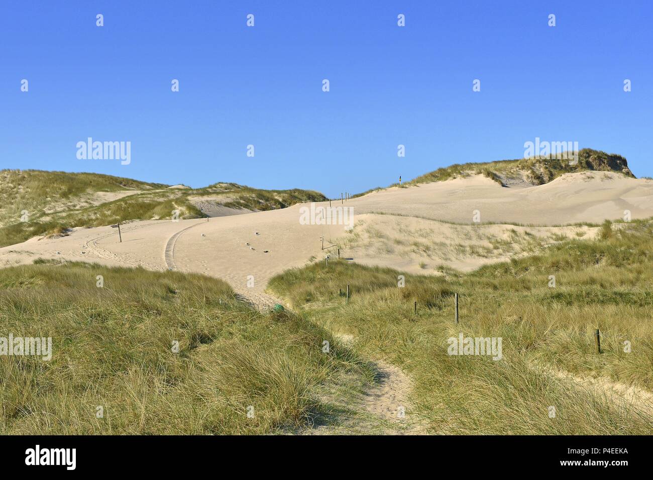 Vegetated surface hi-res stock photography and images - Alamy