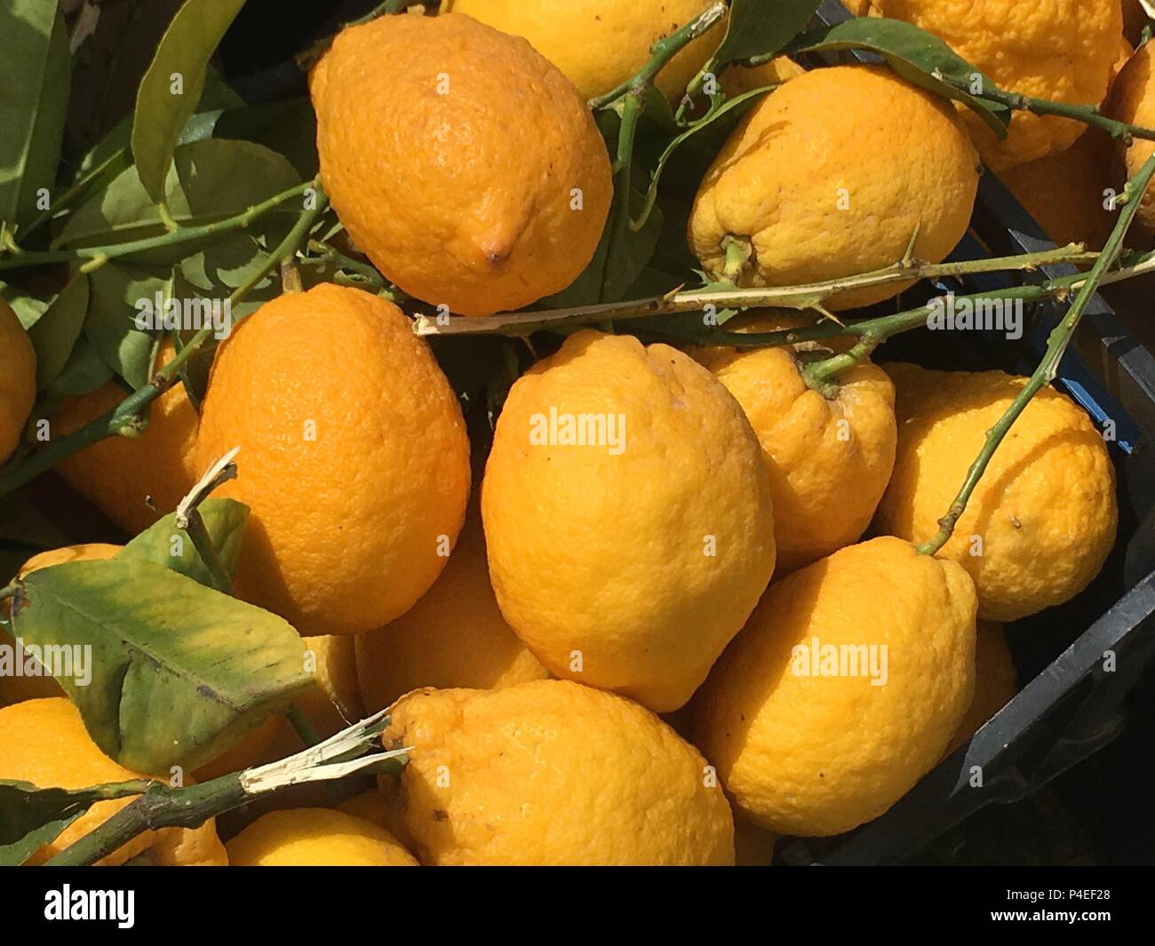 Sicilian Lemon in Monreale - Sicily April 2018 | usage worldwide Stock ...