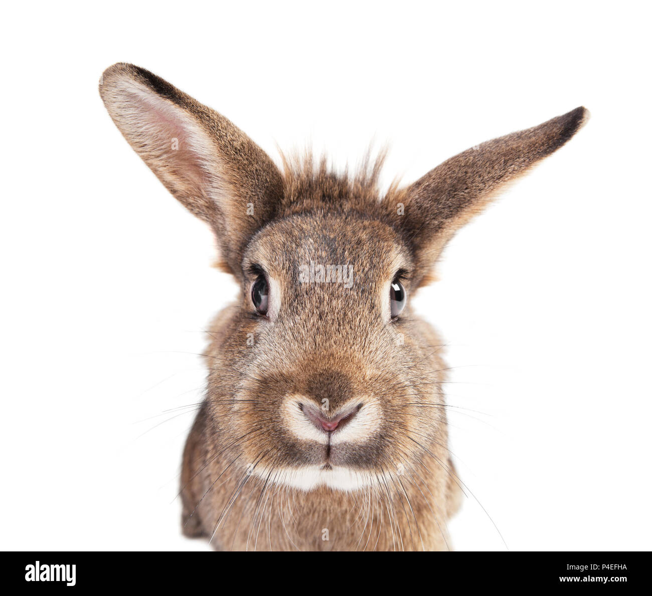 three rabbits in close-up, isolated on white background Stock Photo - Alamy