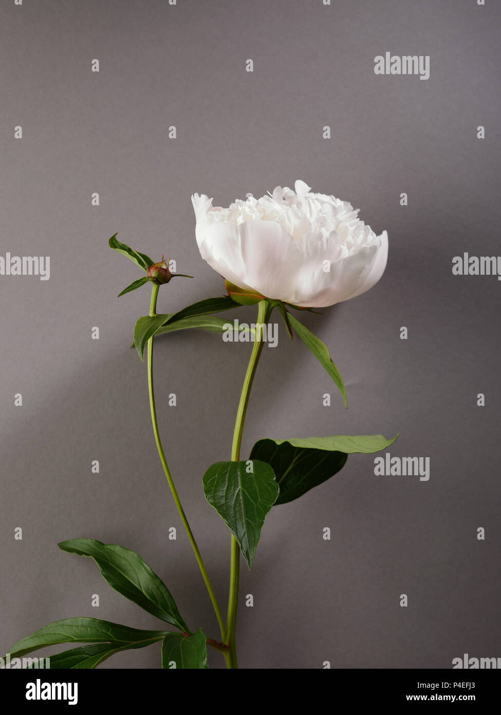 White peony top view, flowers Stock Photo - Alamy