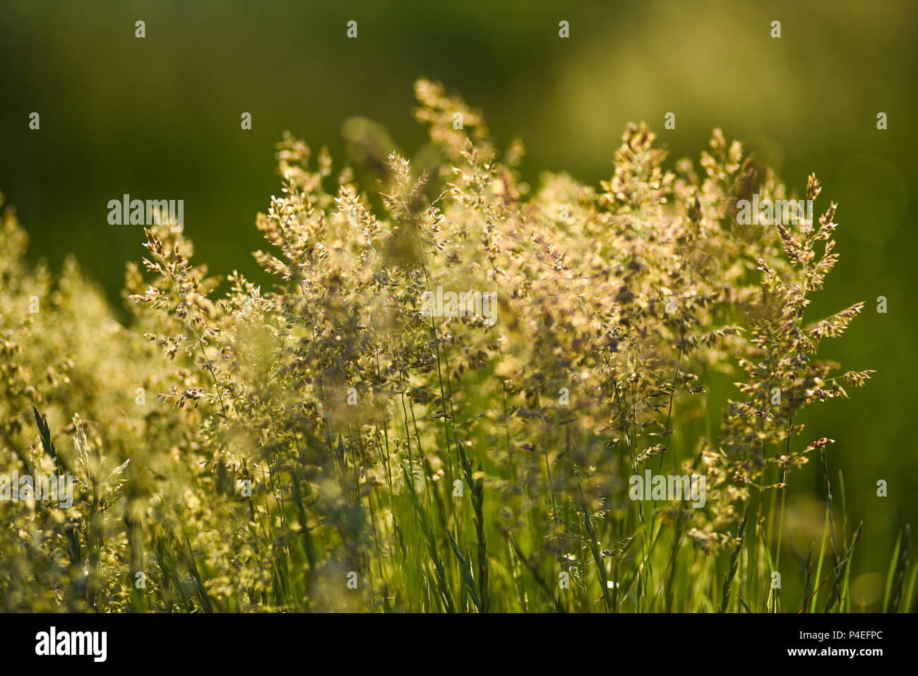 Grass meadow and meadows in the summer Stock Photo - Alamy