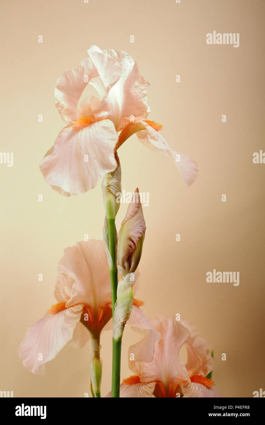 Pastel flowers on pastel background Stock Photo - Alamy