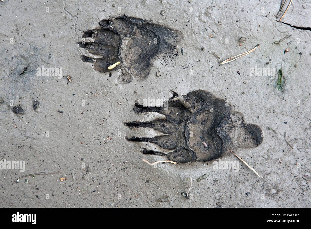 Tracing wildlife footsteps European badger Meles meles Stock Photo - Alamy