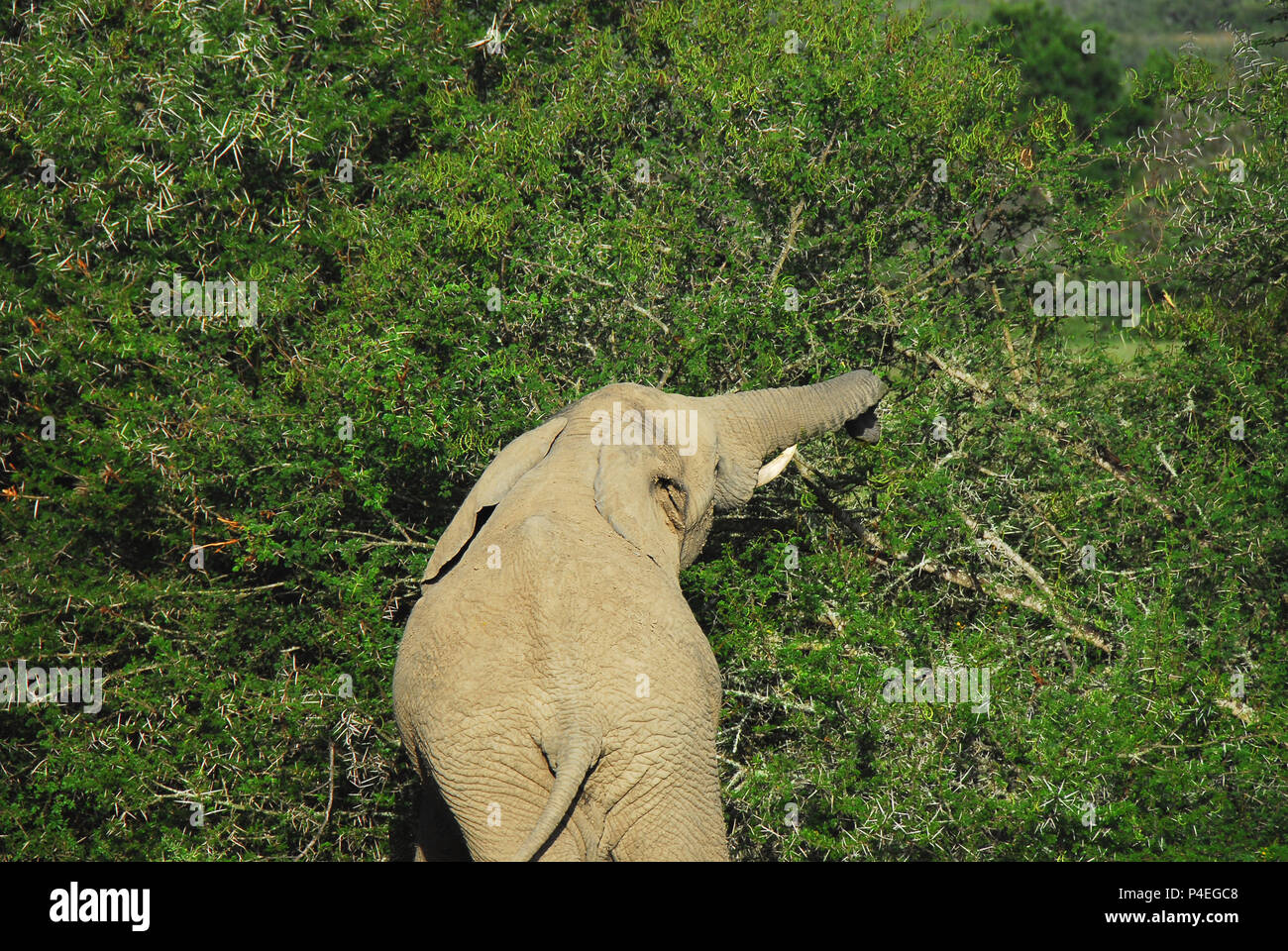 Thorn Bush High Resolution Stock Photography and Images - Alamy