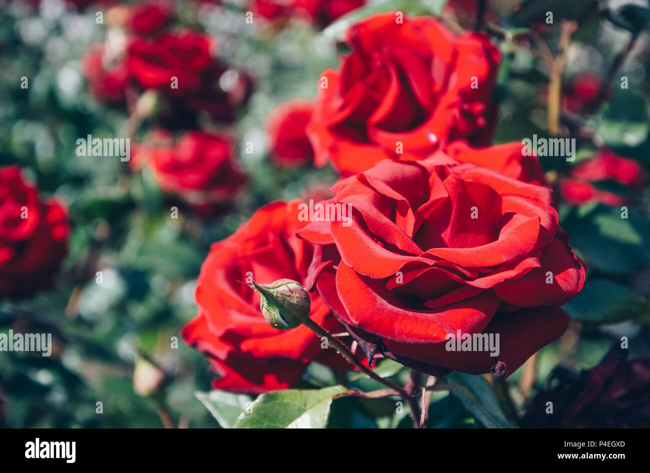 Beautiful red rose in home garden hi-res stock photography and images ...
