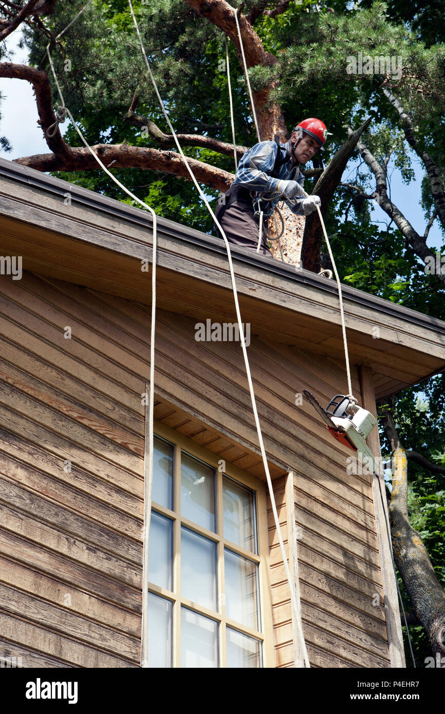 Arborist at work standing on the house roof Stock Photo - Alamy