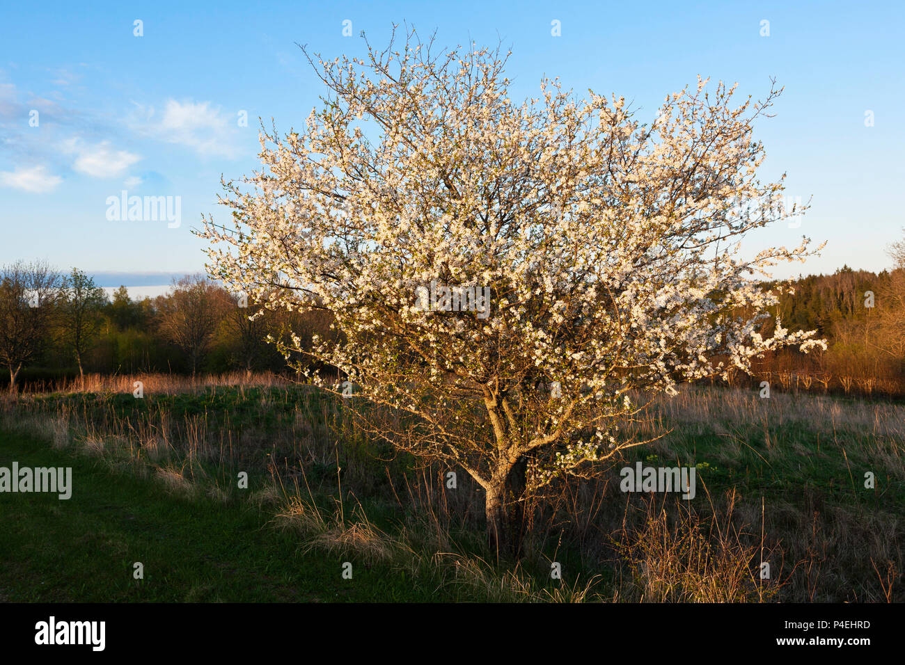 Apple tree in full bloom in Vidzeme Latvia Stock Photo - Alamy