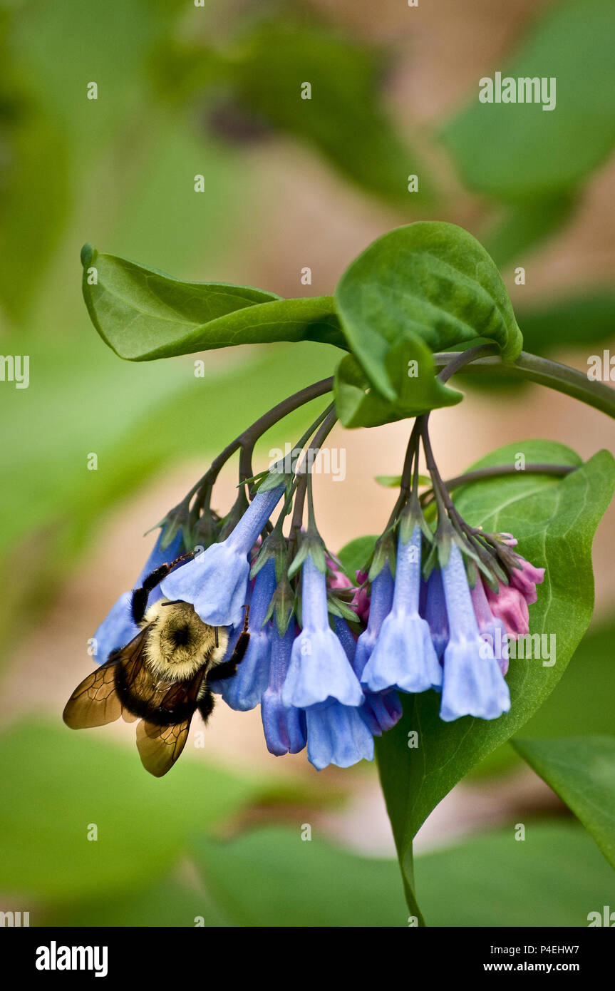A bumblebee collects pollen from the blooms of the virginia bluebell ...