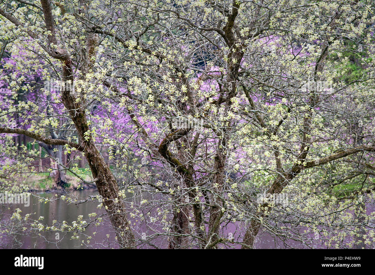 Lake Marmo forms a backdrop for the spring tapestry of color and ...