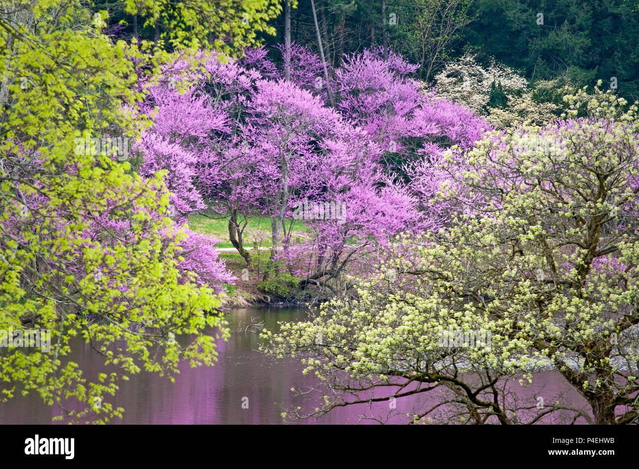Spring redbud leaves hi-res stock photography and images - Alamy