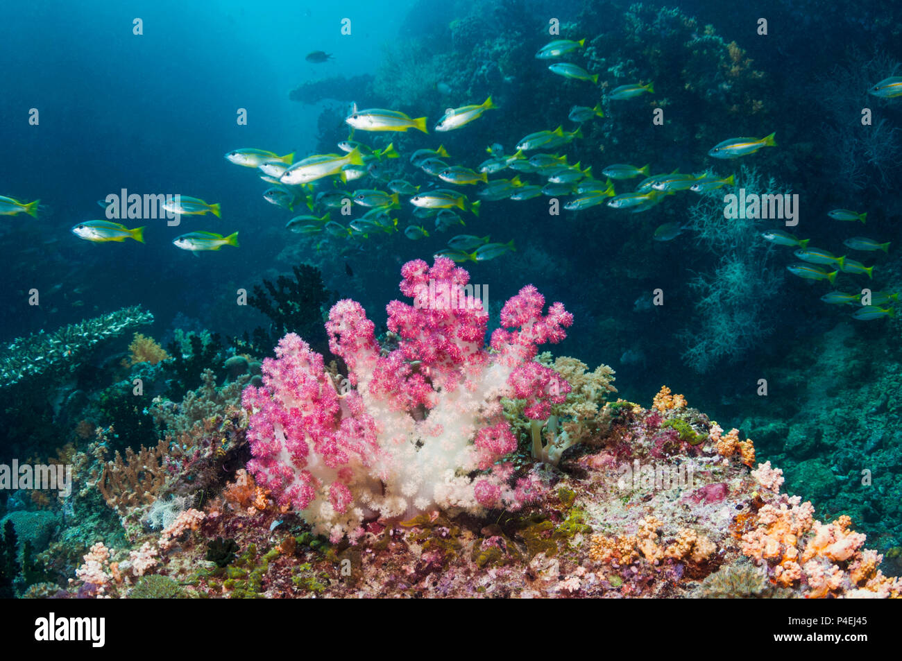 Coral reef scenery with soft coral [Dendronephthya sp.] and Bigeye ...