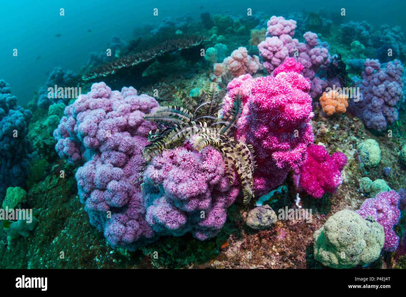 Coral reef with soft coral [Dendronephthya sp.]. West Papua, Indonesia ...
