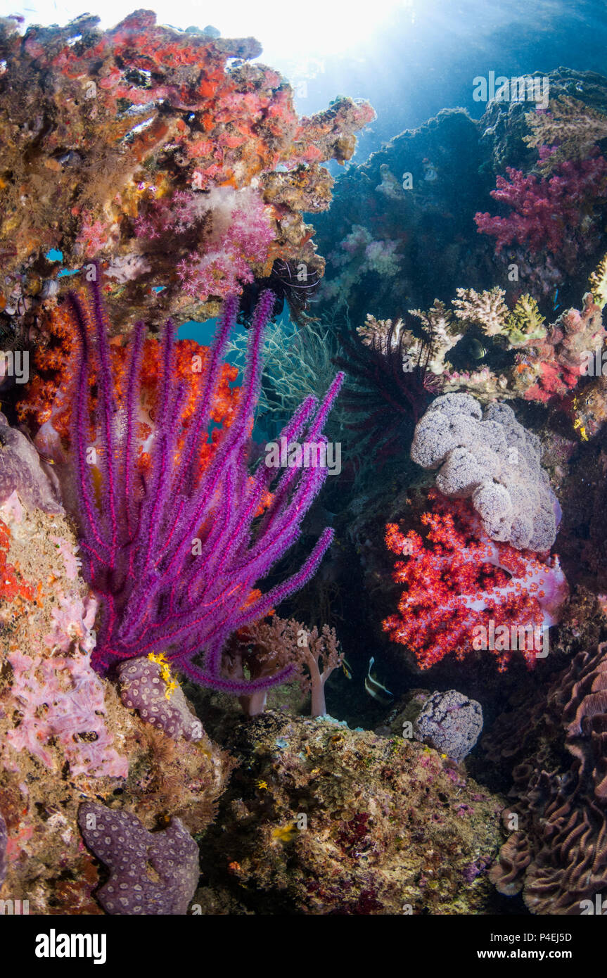 Coral reef scenery with soft corals and a gorgonian. West Papua ...